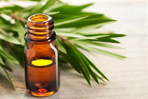 The 9 Best Antifungal Essential Oils Backed By Research