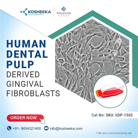 Human Dental Gingival Fibroblasts Are A Promising Area Of Research For