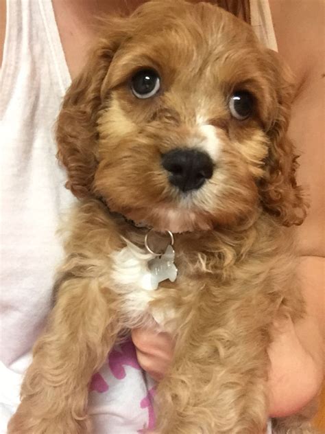 8 Week Old Cockapoo Georgie Cute Cockapoo Puppy