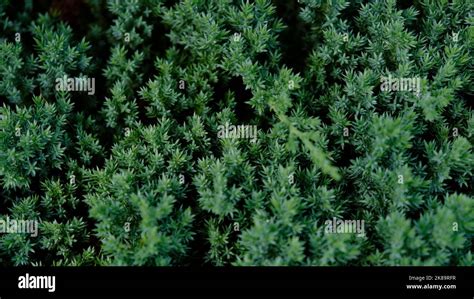 Dwarf Japanese Garden Juniper Creeping Juniperus Horizontalis Stock
