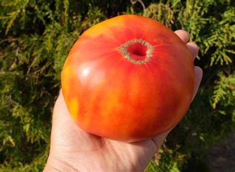 купить семена томата ПЛАМЯ Flame