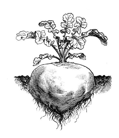 Best Root Vegetable Illustrations Royalty Free Vector Graphics And Clip