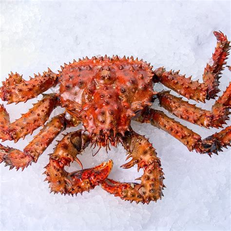 Crabs Disease On Balls