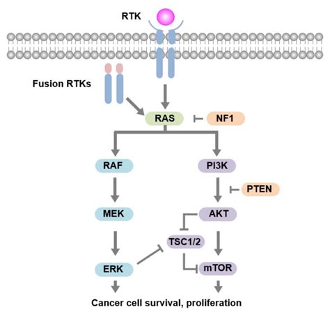 A Simplified Overview Of The Mapk And Pi3k Pathway Activation Of