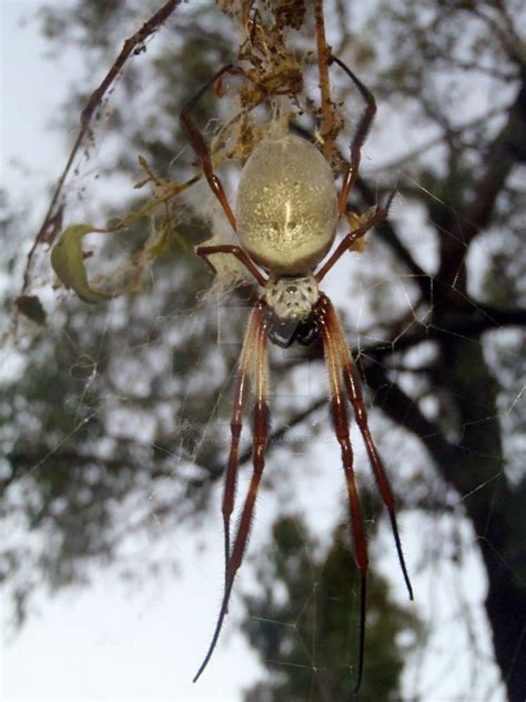 Spider Golden Orb Topview 2 By Wyldelyfe22 On Deviantart Spider Golden Orb Topview 2 By Wyldelyfe22 On Deviantart