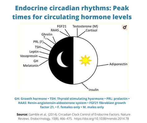 Qanda Dosing T3 In Light Of Circadian Rhythm Thyroid Patients Canada