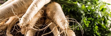 How To Grow And Care For Parsnip In 5 Easy Steps Scotts Australia