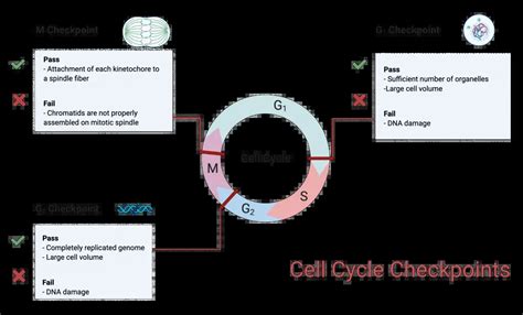 cell cycle definition phases checkpoints regulation biology