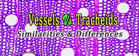 Vessels Vs Tracheids Vessel Plant Physiology Plant Pathology