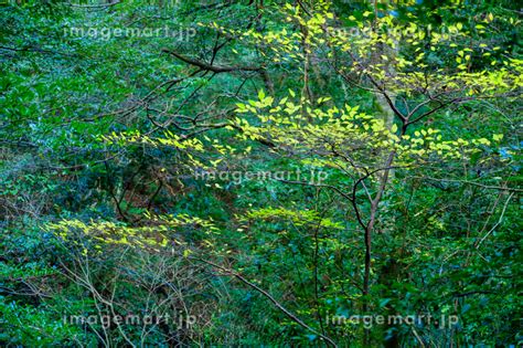 爽やかな緑の森の写真素材 143209825 イメージマート
