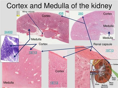 Ppt Medical School Histology Basics Urinary System Powerpoint