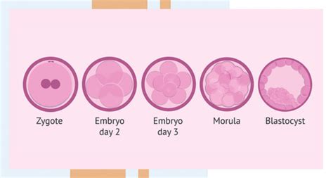 Embryo Development After Ivf