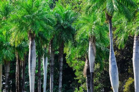 Premium Photo Tropical Forest