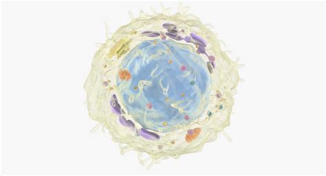 Lymphocyte Structure