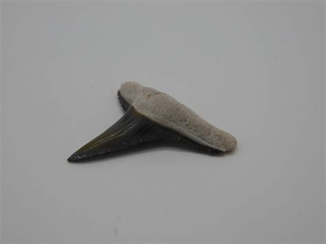 Negaprion eurybathrodon - Fossilienhandel Otto