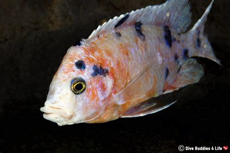 Diving The Todi Freshwater Aquarium Dive Buddies 4 Life