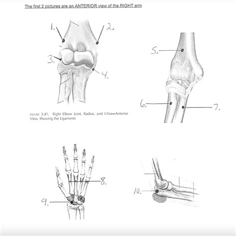 Elbow Wrist And Hand Diagram Quizlet