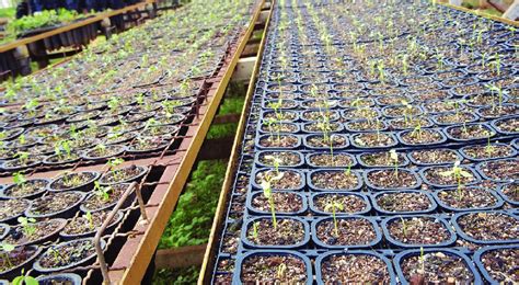 Tubetes Semeados Com Passiflora Setacea Apresentando Baixa Germinação