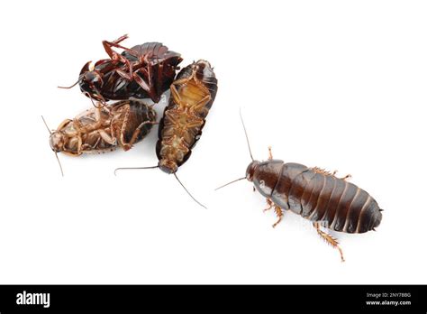 Group Of Brown Cockroaches On White Background Pest Control Stock