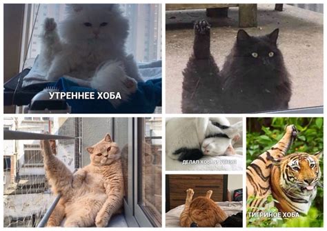 Кот хоба картинки и фото Koshkatop