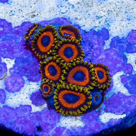 Zoanthids And Palythoas For Sale Tidal Gardens