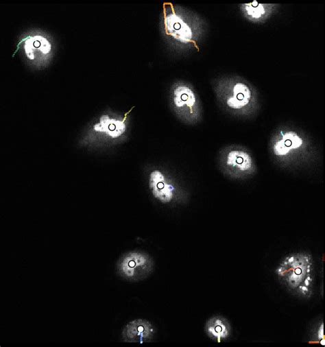 Github Chili Chiunapari Bio Sample Data