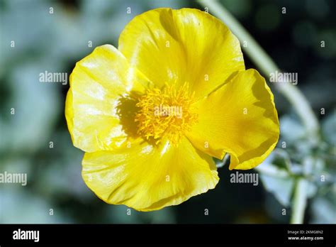 Yellow Horned Poppy Yellow Hornpoppy Or Sea Poppy Gelber Hornmohn