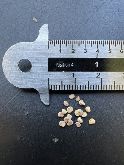 Withania Somnifera Ashwaganda 10 Seeds Onszaden