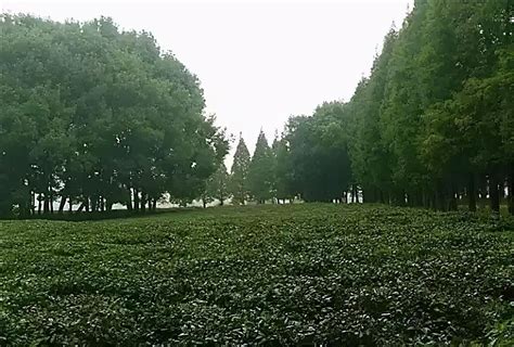 屯堡的茶园茶香满溢 澎湃号政务 澎湃新闻 The Paper