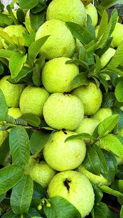 🌿how To Grow Guava Tree New Technique Of Propagate Guava Tree Using