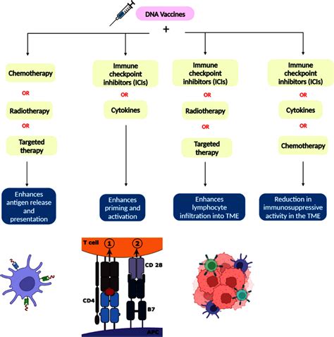 Illustration Demonstrating The Combinational Strategies Of Dna Based Download Scientific