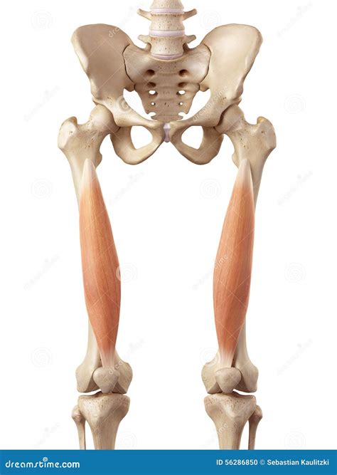 The Vastus Intermedius Royalty Free Cartoon 39791798
