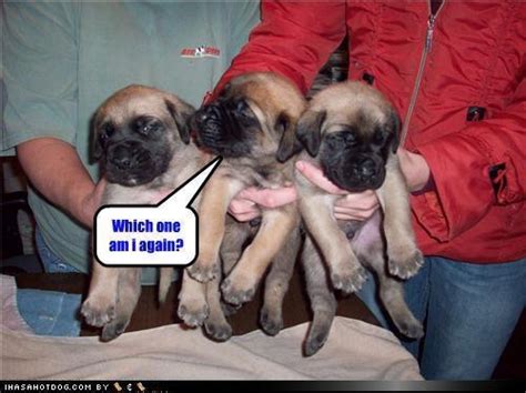 Why Are Puppies So Cute