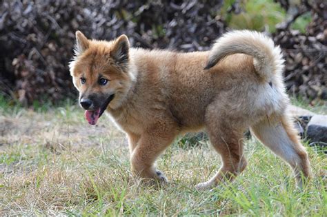 Shiba Inu Akita Mix Akita Inu Vs Shiba Inu Nine Main Differences