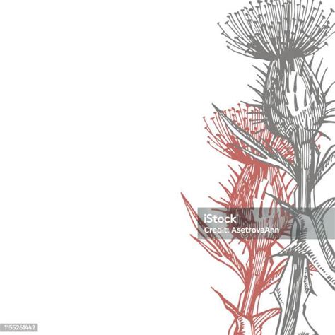 엉 겅 퀴 또는 데이지 꽃 식물 그림입니다 화장품 의학 치료 아로마 테라피 간호 패키지 디자인 필드 부케에 좋습니다 손으로 그린 야생 건초 꽃입니다 스코틀랜드에 대한 스톡