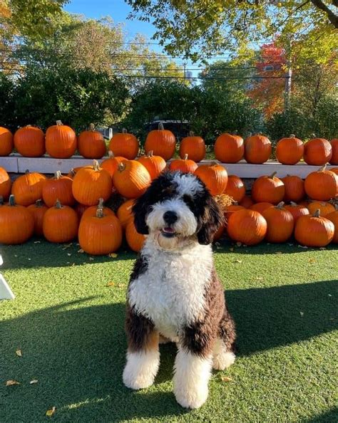 Photo Gallery Mini Bernedoodle Bernedoodle Bernedoodle Puppy