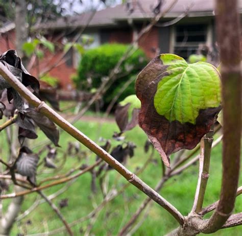 Everything You Should Know About Bacterial Leaf Scorch Bls
