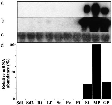 a d spatial expression pattern of ntplim specific transcripts a