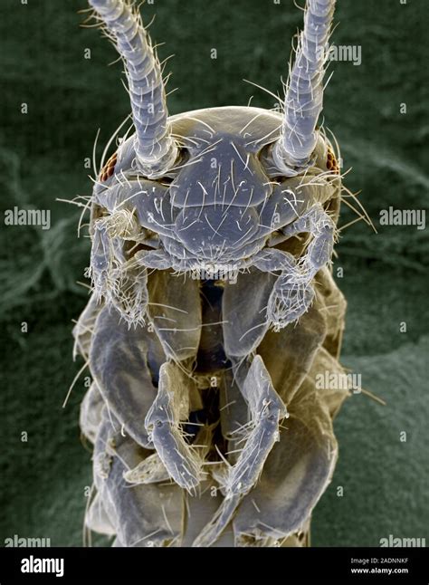 Silverfish Nymph Coloured Scanning Electron Micrograph Sem Of A