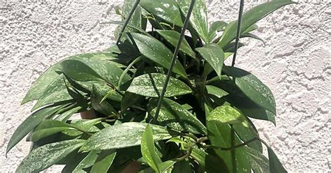 Hoya Pubicalyx Super Splash Album On Imgur