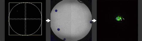 Automated Organoid Imaging And High Throughput 3d Analysis Olympus Ls