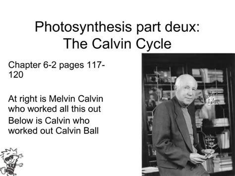 Ppt Photosynthesis Part Deux The Calvin Cycle Powerpoint