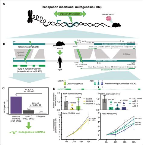 The Clio Tim Pipeline Identifies Human Cancer Lncrnas Via Functional