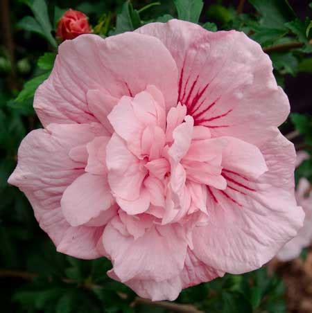 Gefüllter Hibiskus Pink Chiffon Artländer Pflanzenhof