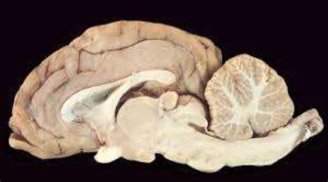 Labeling A Sheep Brain