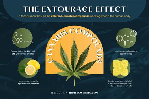 What Is The Entourage Effect Explaining The Synergy Of Cannabis