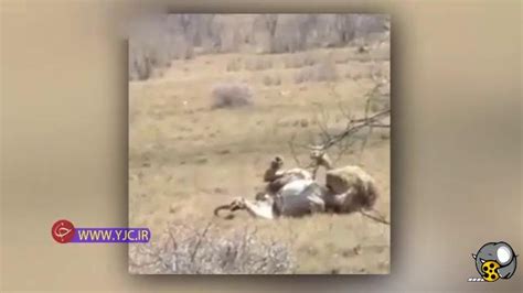 لحظه مرگ طبیعی یک شیر در جنگل فیلم لحظه مرگ طبیعی یک شیر در جنگل