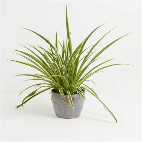 15 Best Aesthetic Plants Hgtv