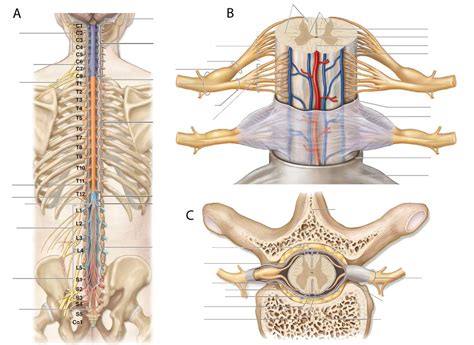 Table 1 And 2 Gross Anatomy And Cross Section Of The Spinal Cord Diagram Quizlet