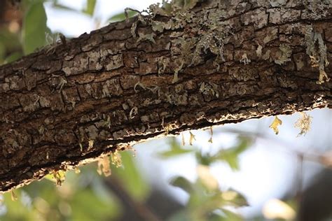 Proper Tree Pruning Doesn T Mean Removing Every Big Branch